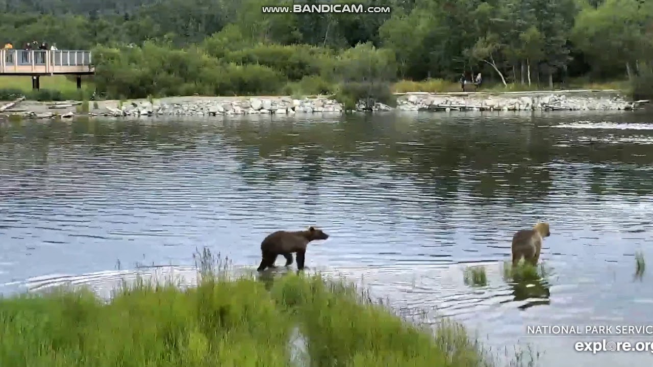 Bear 435 Holly's emancipated cubs sub adults RW 2019 07 17 - YouTube