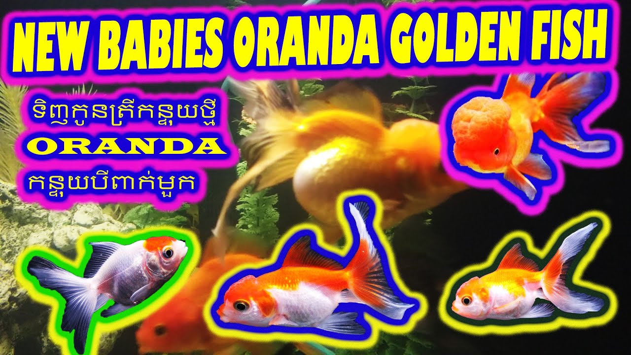 BUY NEW BABIES ORANDA GOLDFISH SO BEAUTIFUL.ទិញកូនត្រីORANDA ...
