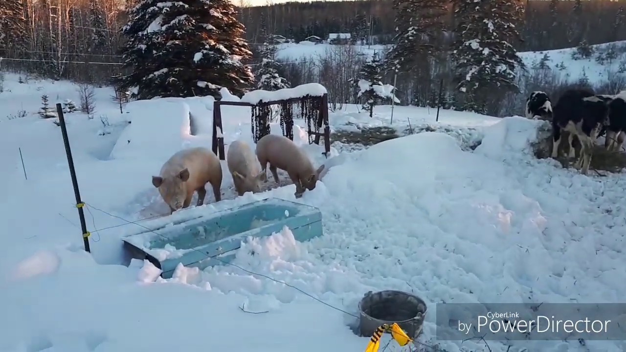 Hit by the first big snow storm. Dec. 28 2018 - YouTube