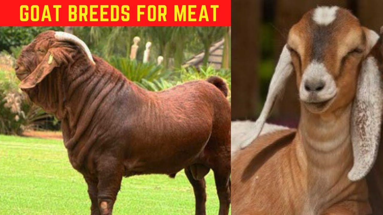 Top 10 Best Goat Breeds for Milk and 9 Goat Breeds For Meat ! - YouTube