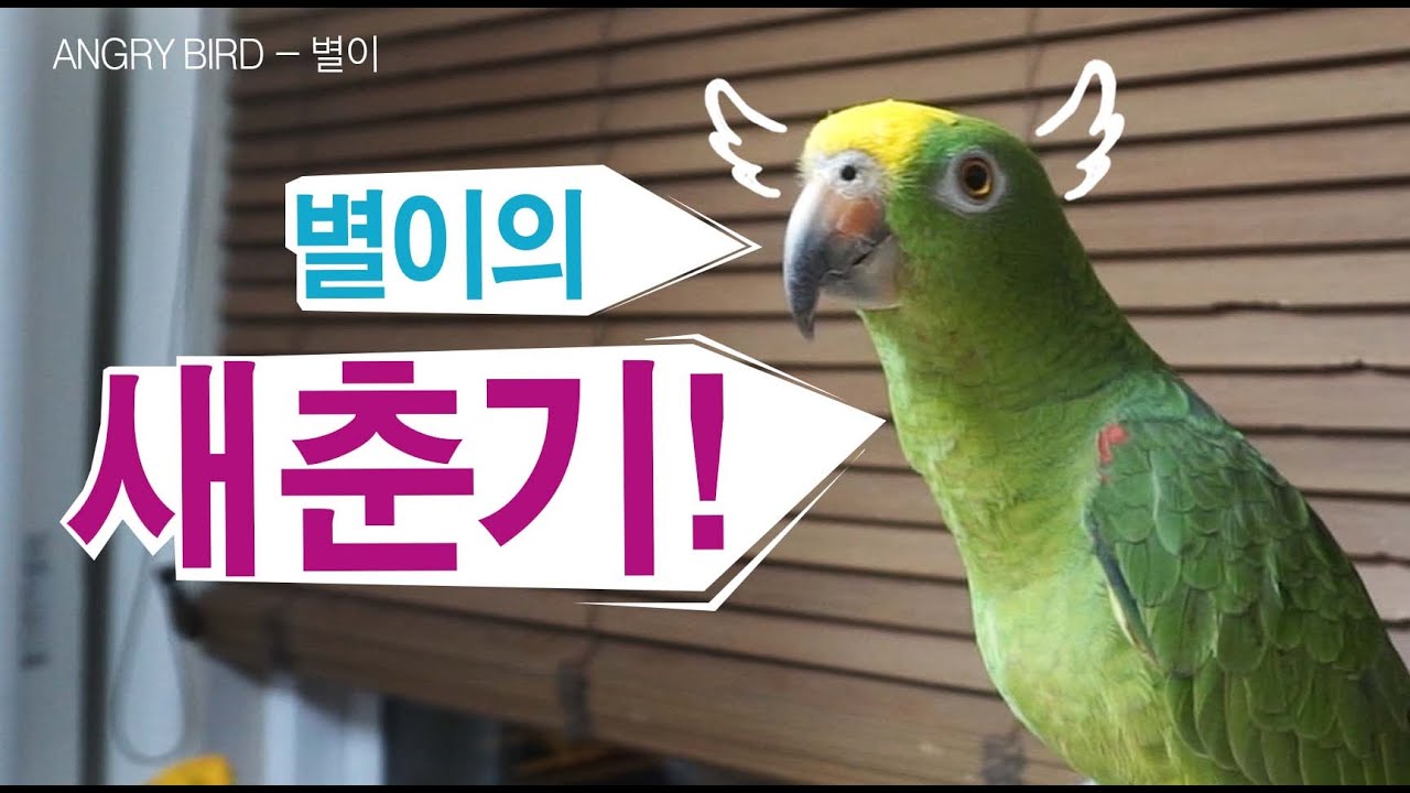 앵무새의 사춘기 아빠에게 야 ~라고 부르는 앵무새 실사판 앵그리버드 별이 사람과 대화하는 아마존 앵무새 Angry Bird Youtube