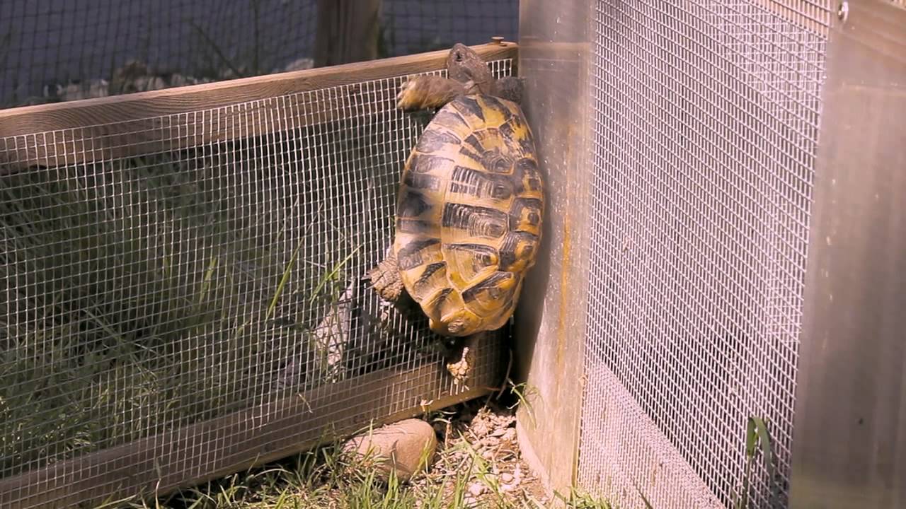 Crazy tortoise climbs fence - YouTube