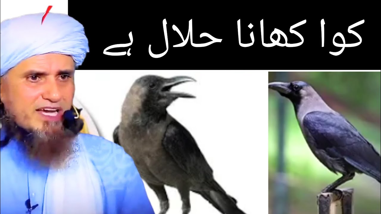 Kawa khana halal hai Mufti Tariq Masood new bayan G.fareed.tv Crow ...