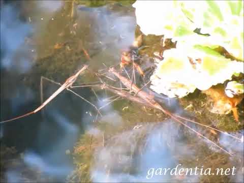 Aquatic Stick insect : Ranatra linearis - YouTube