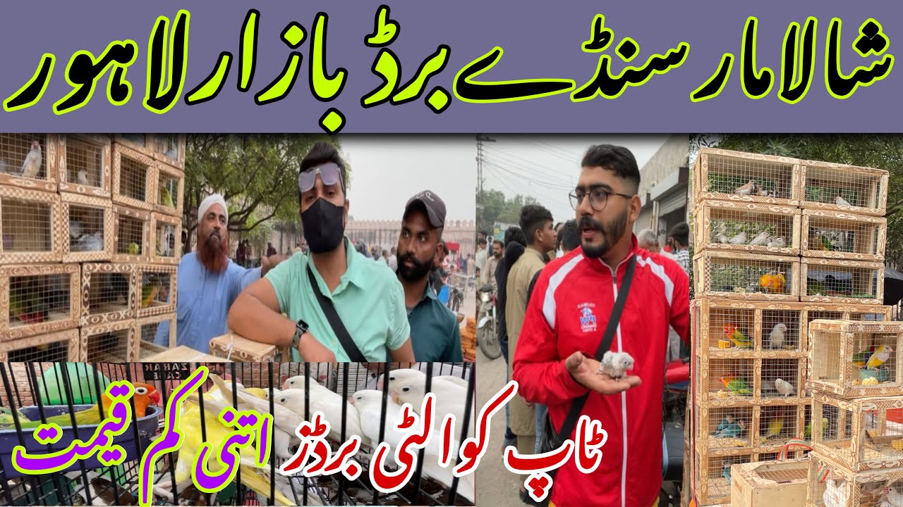 Shalimar Sunday Bird Bazar Lahore Pakistan | Bird Market Latest Update ...