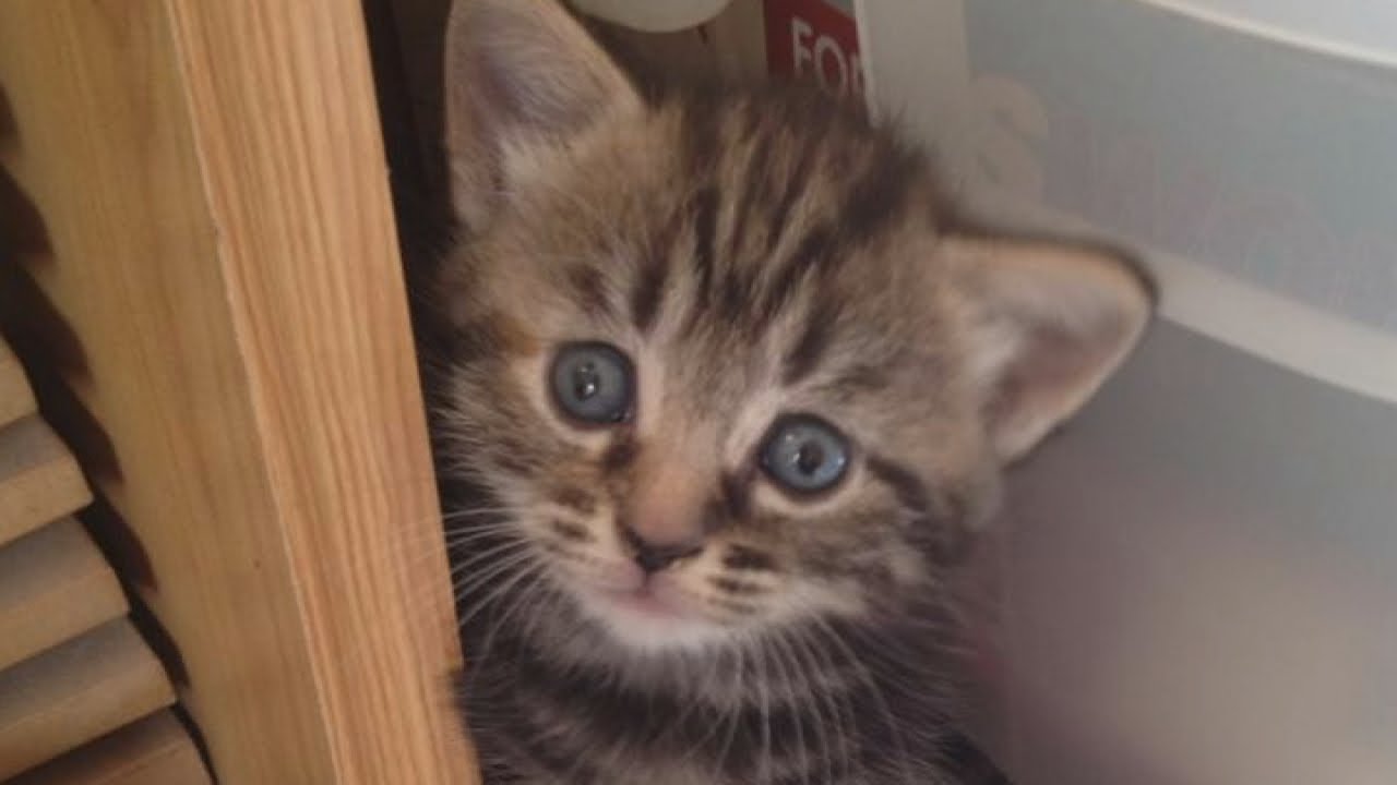 Cute Cats App Teaches Spanish A New IPhone App Uses Pictures Of Cute Cats To Teach New cute-cats-app-teaches-spanish-a-new-iphone-app-uses-pictures-of-cute-cats-to-teach-new