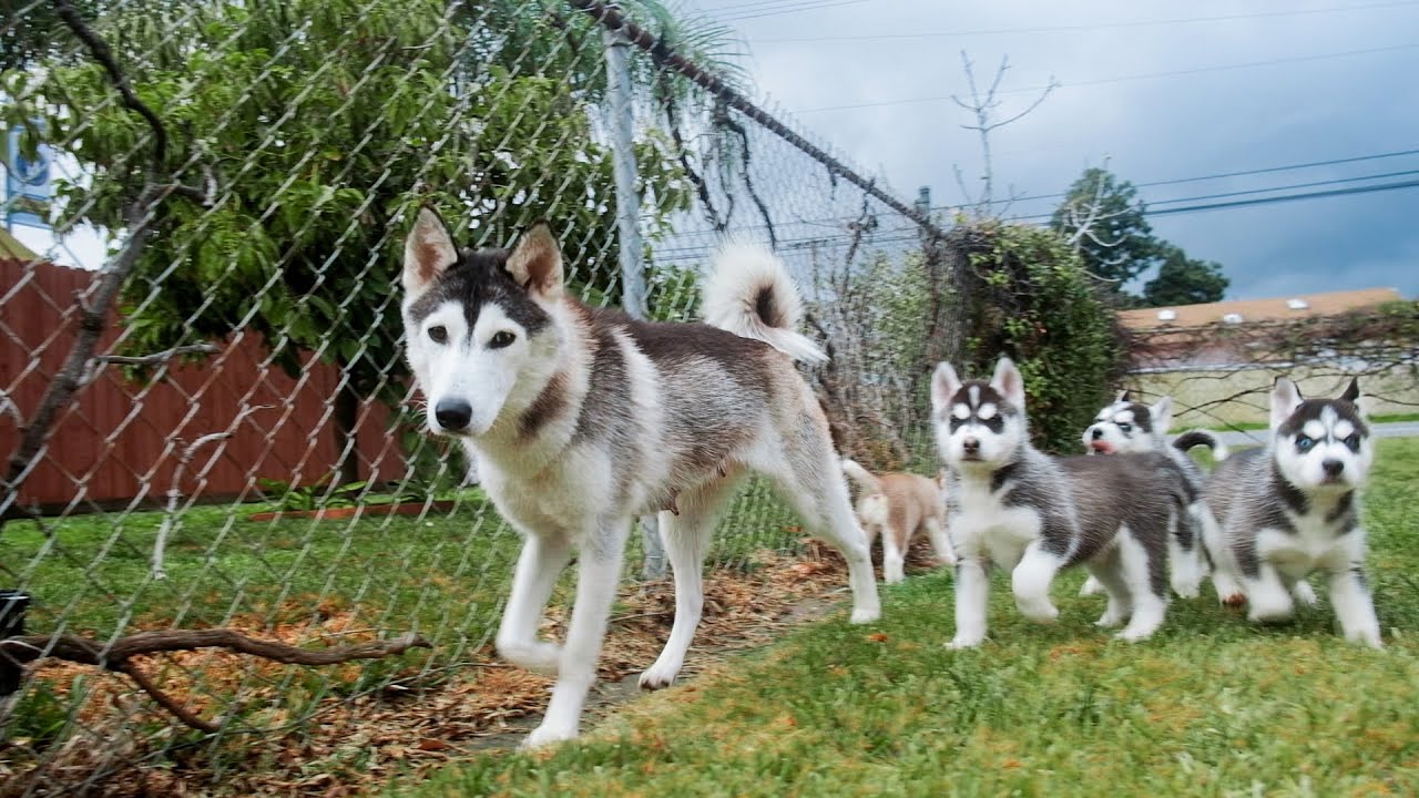 Life With 6 Husky Puppies - YouTube