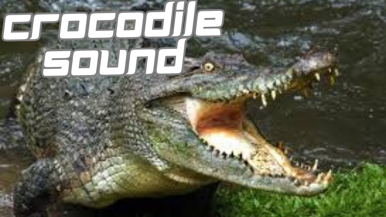 crocodile sound, crocodile noise🐊🐊 - YouTube