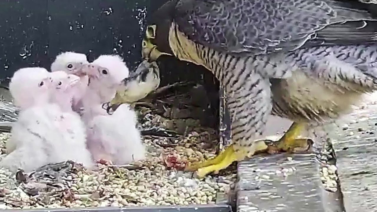 367 Collins Falcons~Dad brings a small snack for the fluffy cotton ...