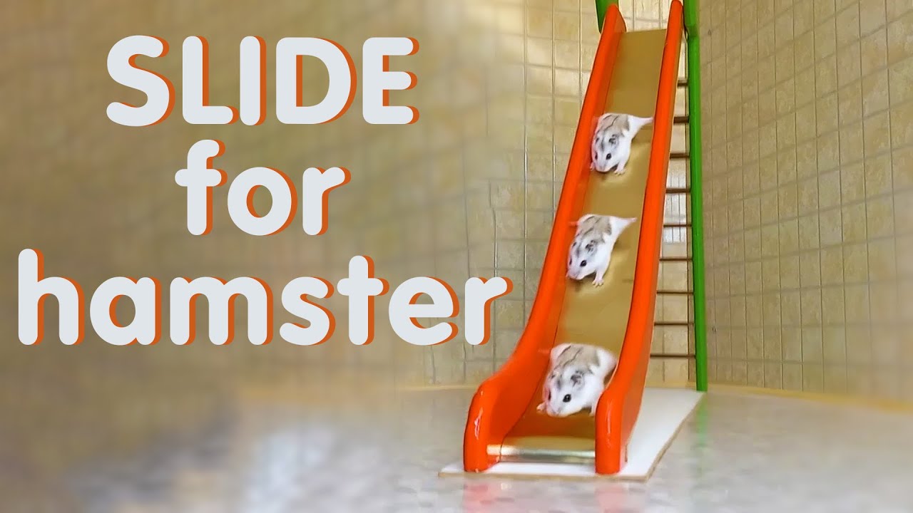 SLIDE for Hamster - YouTube