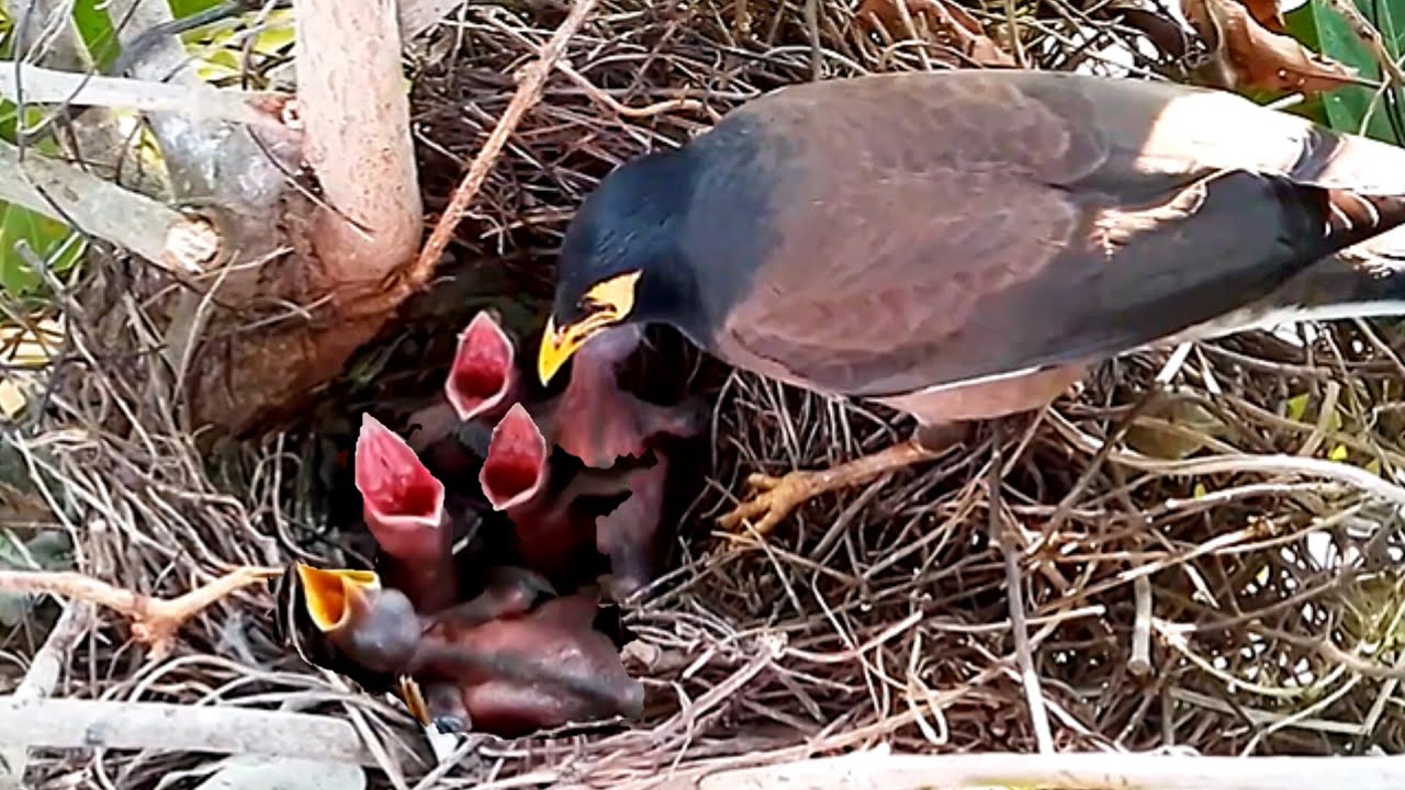 Common myna Birds try to raise their young at the nest - YouTube