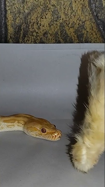 albino Pearl burmese python strike - YouTube