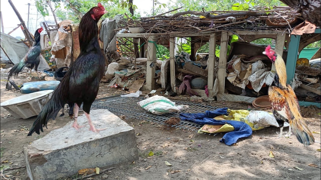 My Aseel Farm Update | #aseel #aseelmurga - YouTube