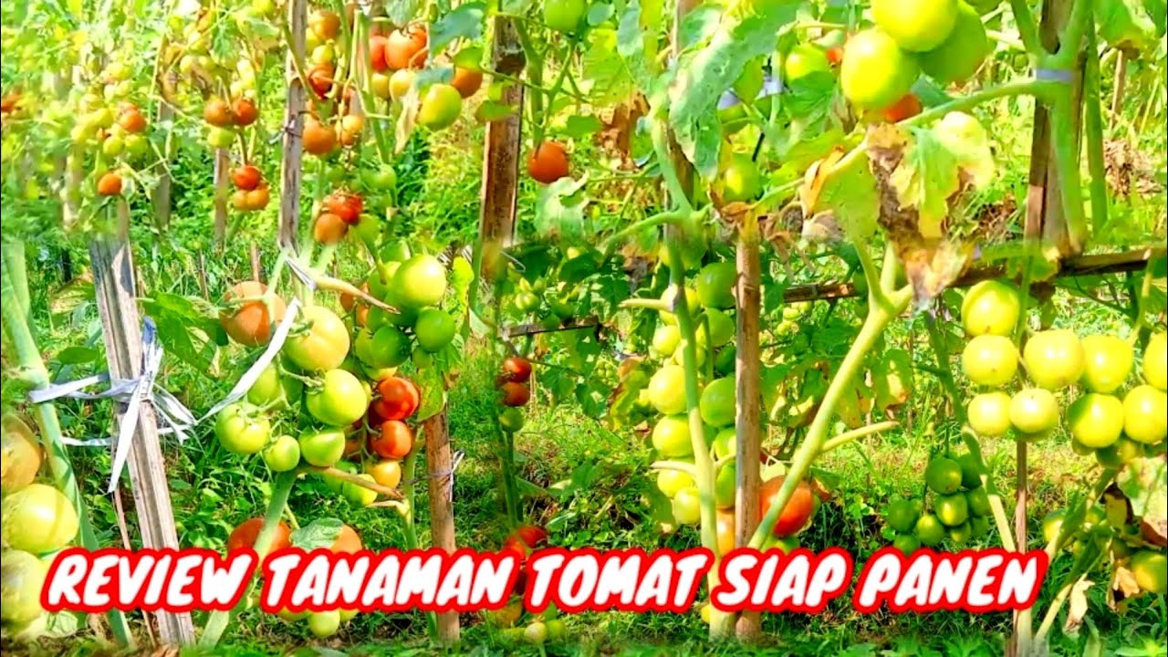 tomat siap panen, - YouTube