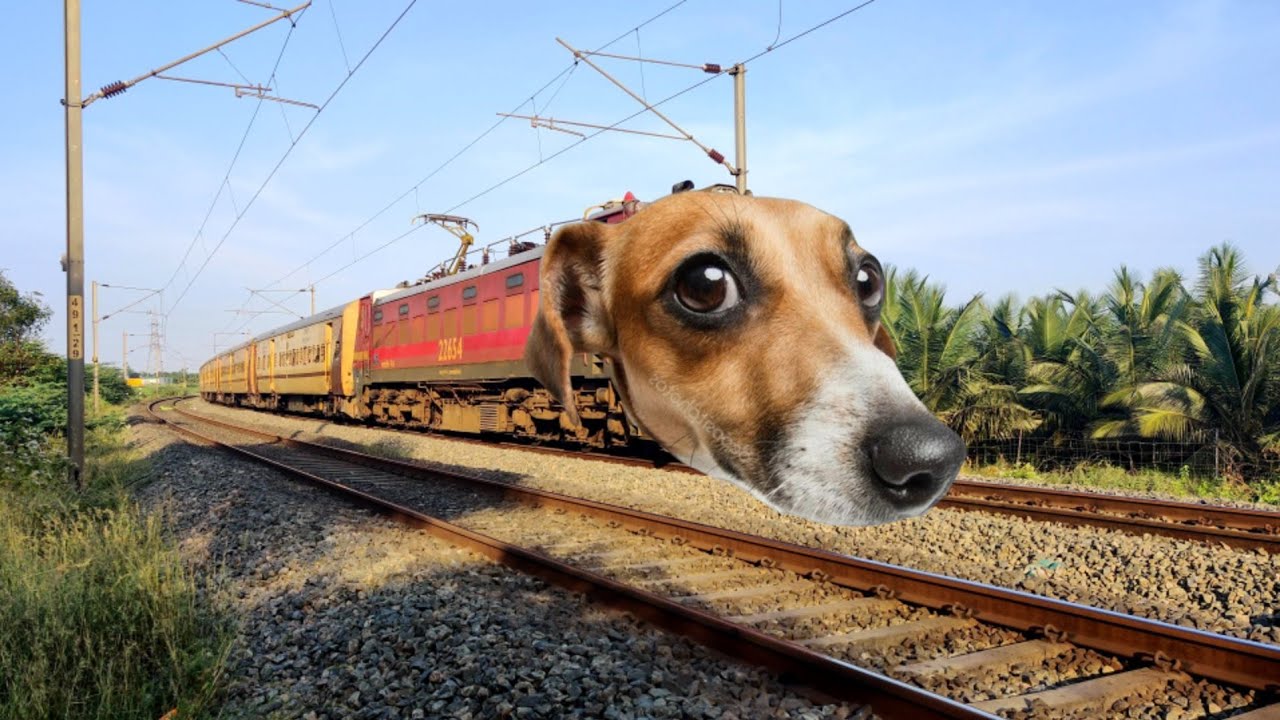 Funny Dog Train | Dheeran Kid | Funny Train Videos | @Gondezz | 79 ...