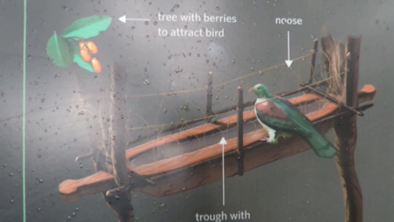 wood pigeon snare | pigeon trap | Te puia | rotorua | new zealand - YouTube
