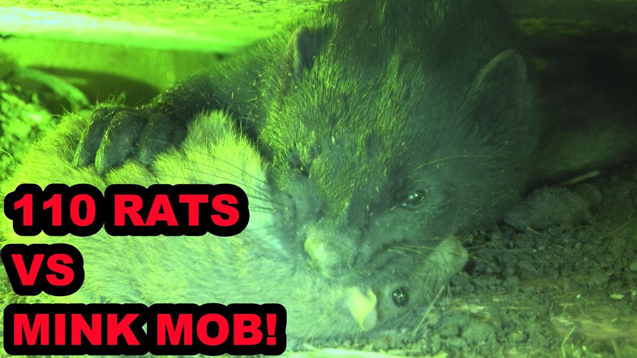 INFESTATION of Rats vs Mob of Mink and Dogs - YouTube