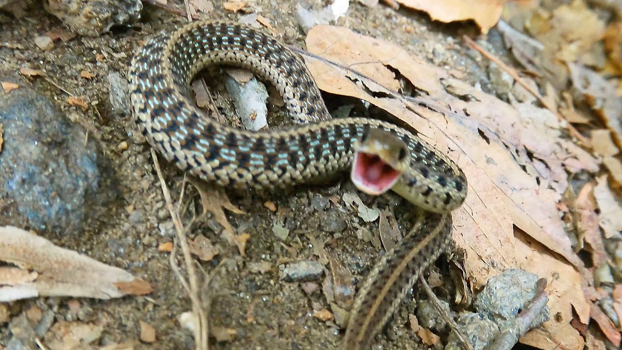 Feisty baby garter snake - YouTube
