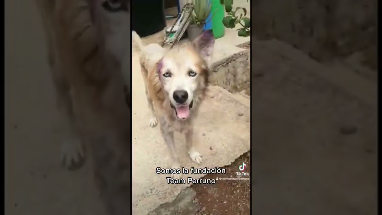 Para apoyar nuestra labor, escribe a teamperruno@gmail.com #perros # ...