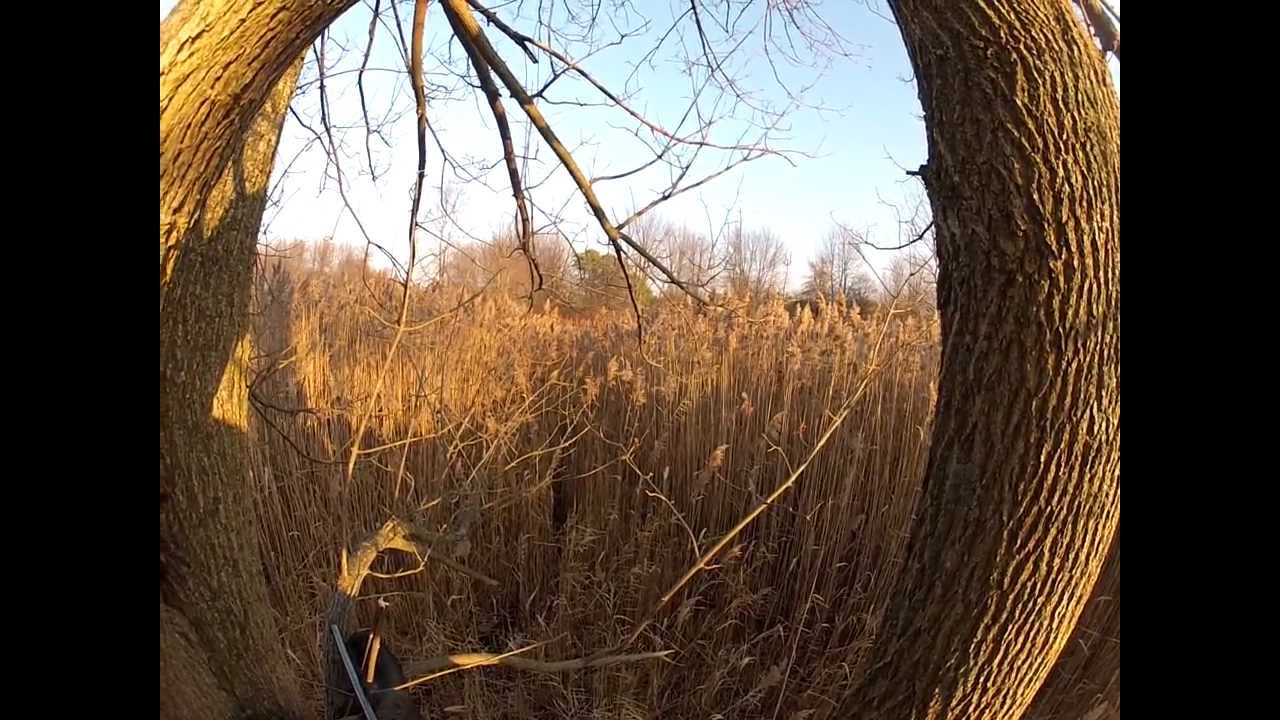 Hunting in the long grass - YouTube