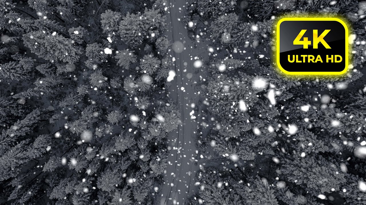 Epic Snow Storm in Pine Forest 4K UHD | Blizzard Sounds | Howling Wind ...