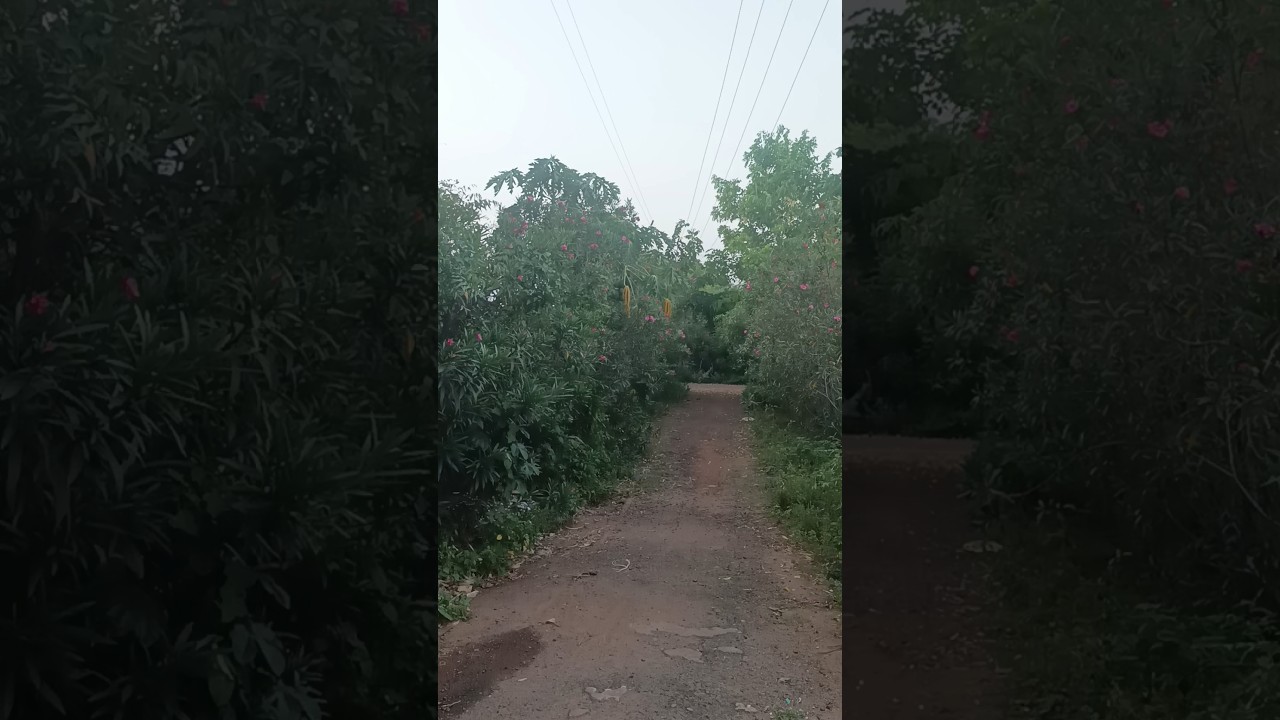 Three kinds of Mooligai plants planted by us on the road sides. - YouTube