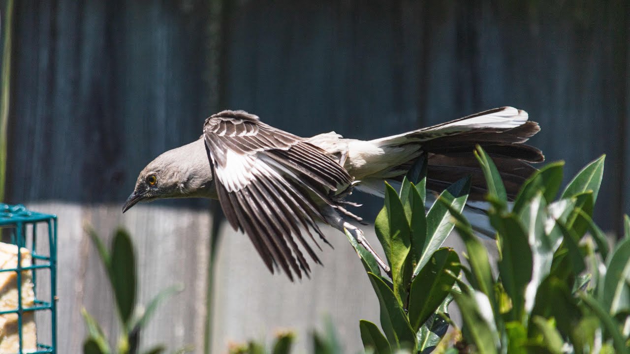 A mockingbird imitating the sounds of local birds in East Tennessee ...