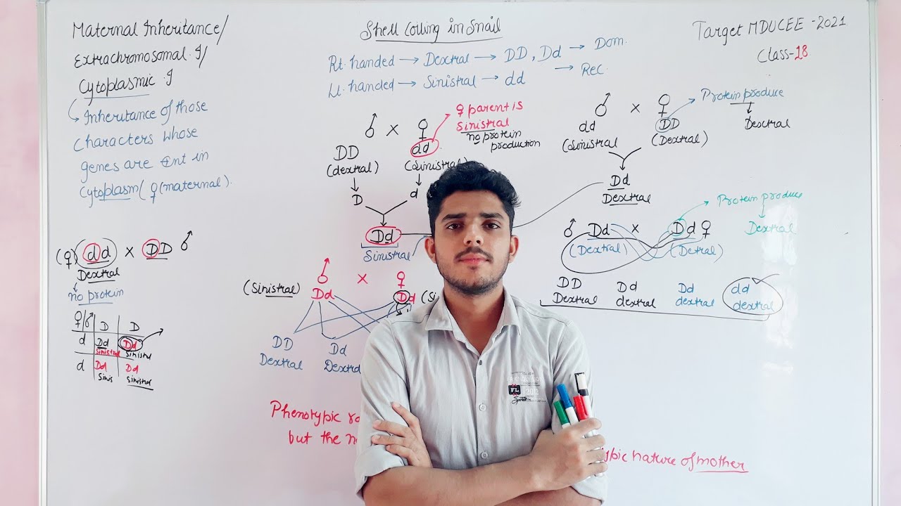 Shell coiling in snail / cytoplasmic inheritance | maternal inheritance ...