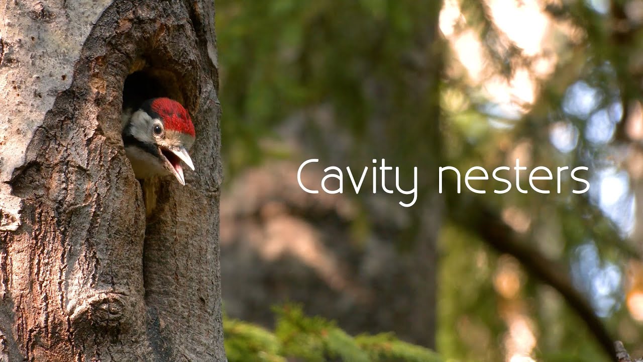 Cavity nesters - trailer for international version - YouTube