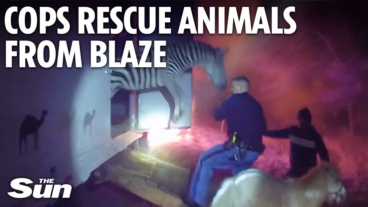 Police rescue Zoo animals from blazing highway fire in Indiana - YouTube