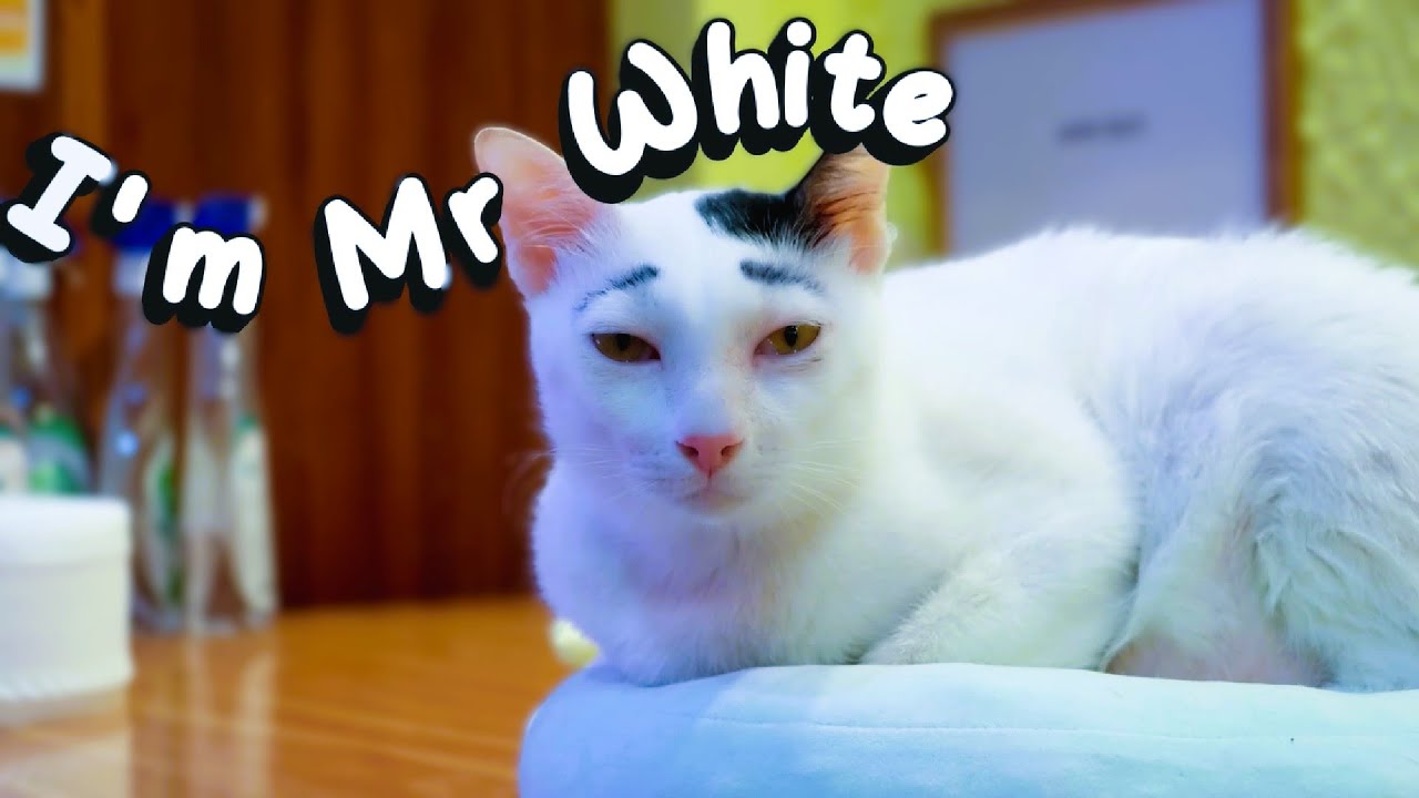 Mr White Introducing His Family Sweet Meow Meow | Viral Cat - YouTube