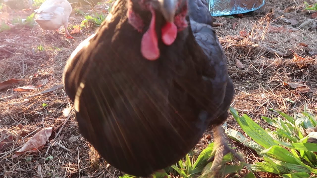 Smiling Chicken