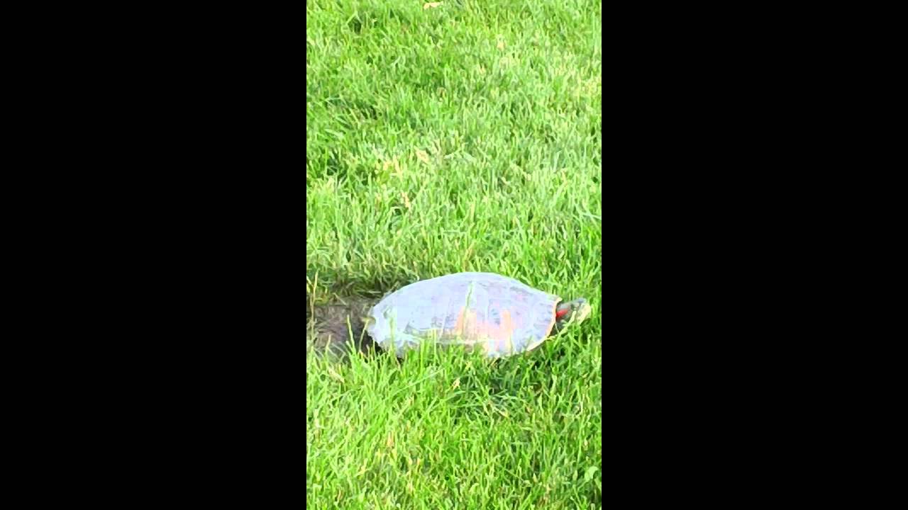 Painted turtle, labor and delivery - YouTube