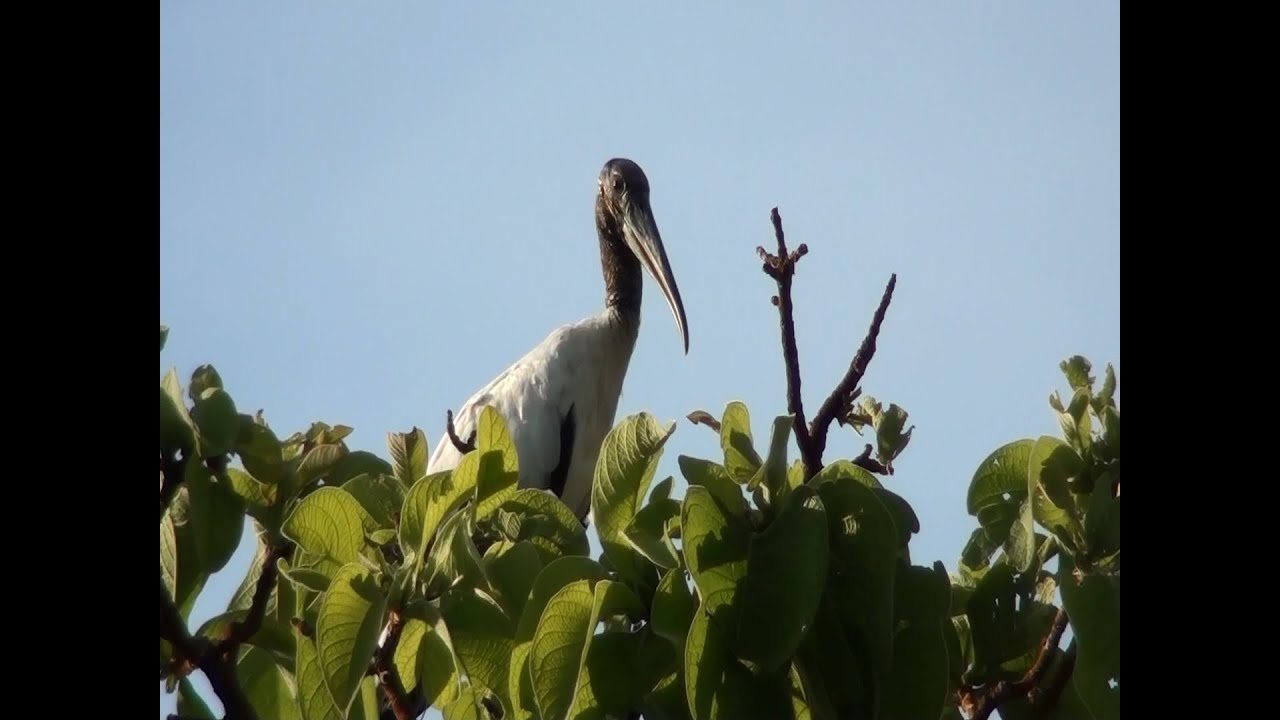 Birds aquatic niche, Birds of flooded areas, wetland birds, Fauna ...