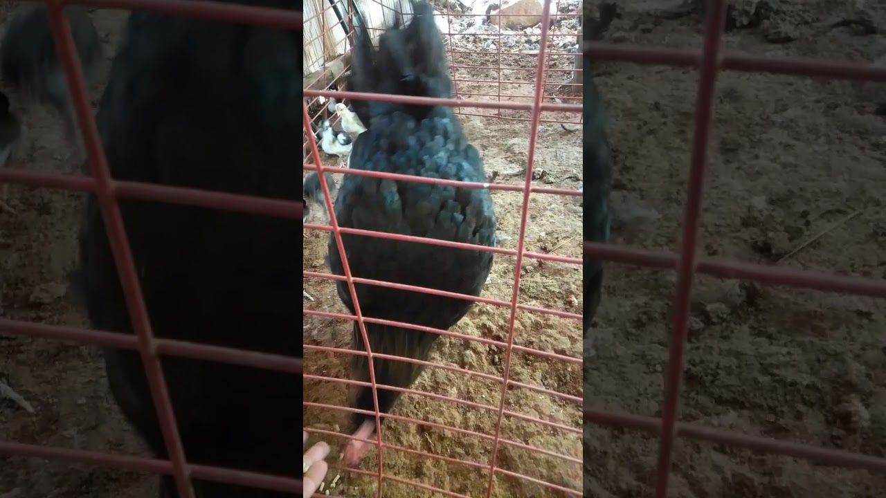 NATIVE CHICKEN PERUVIAN BREED - YouTube