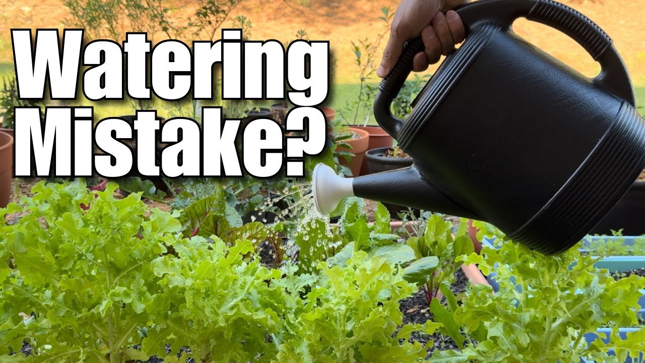 5 Common Watering Mistakes Many Gardeners Make - YouTube