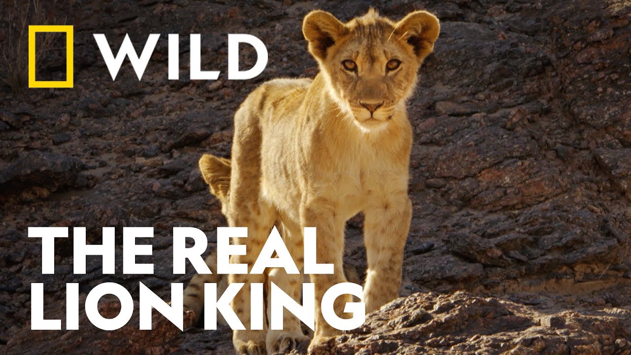 All About Lions | The Real Lion King | National Geographic WILD UK ...