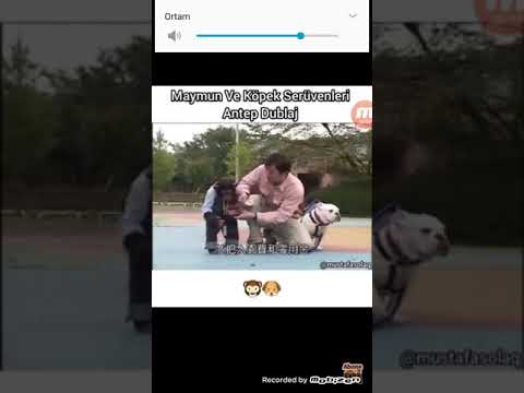 Maymun ve köbek serüvenleri antep dublaj