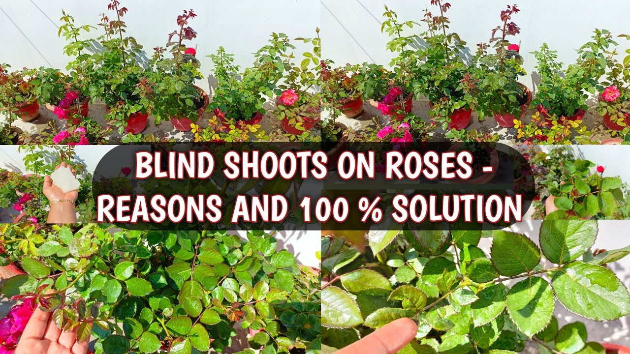 ARE YOU FACING BLIND SHOOTS 🌱PROBLEM ON ROSES ? | KNOW REASONS BEHIND ...