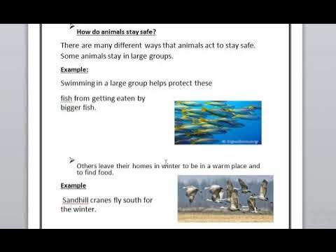 how do animals stay safe Science G2 - YouTube