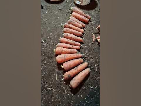 морковь боливар - YouTube