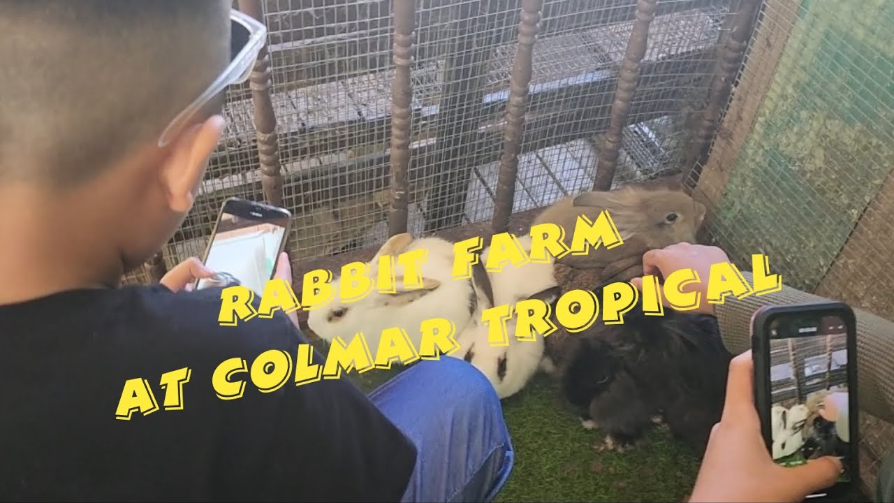 Rabbit Farm @ Colmar Tropical - YouTube