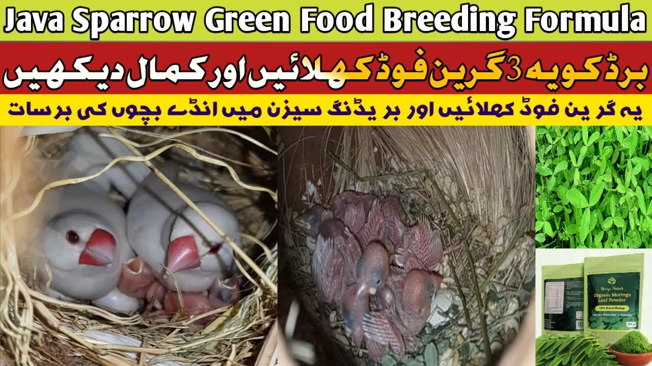 😱Java Sparrow Breeding Formula | Java Finch Green Food Breeding Formula ...