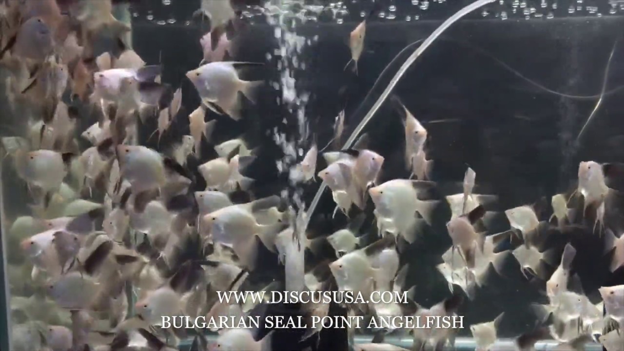 Bulgarian Seal Point Angelfish at DiscusUSA July 15th, 2020 - YouTube