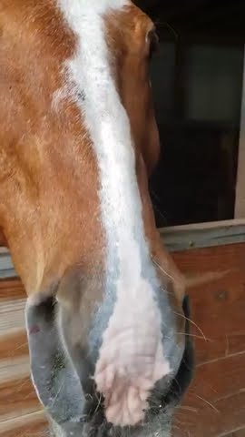 horsey time - YouTube