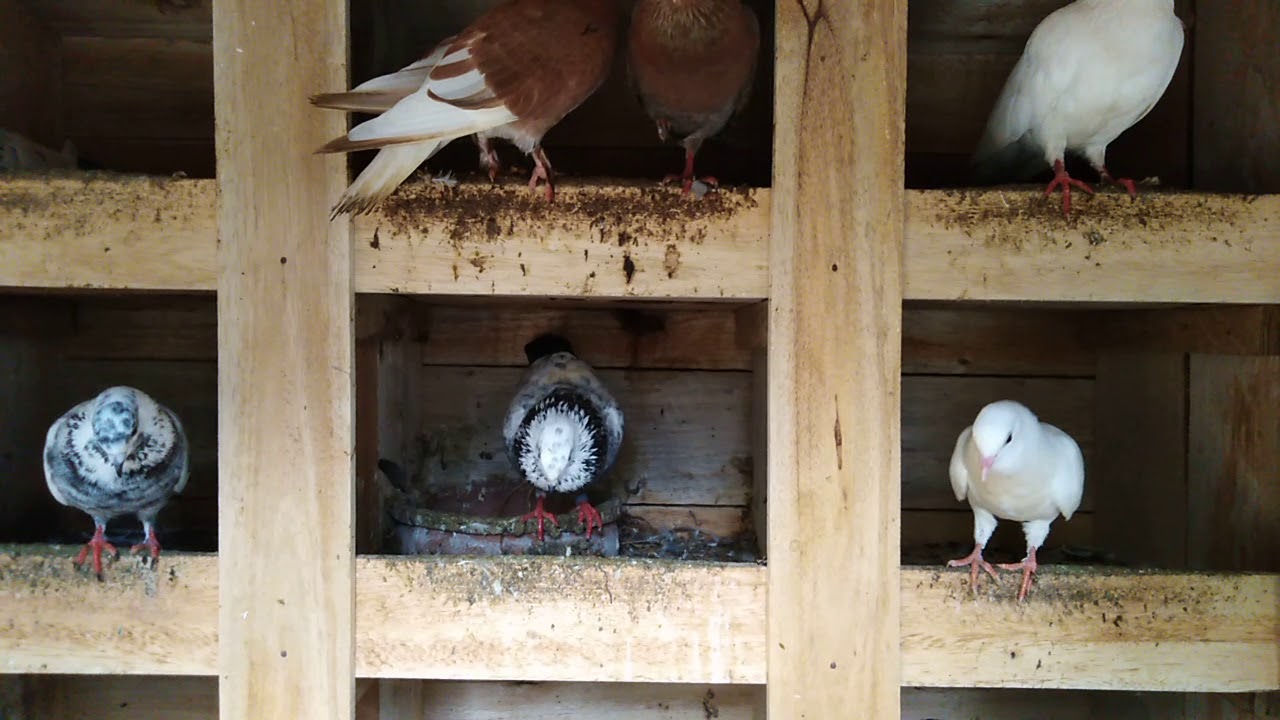 Pigeon attack - YouTube