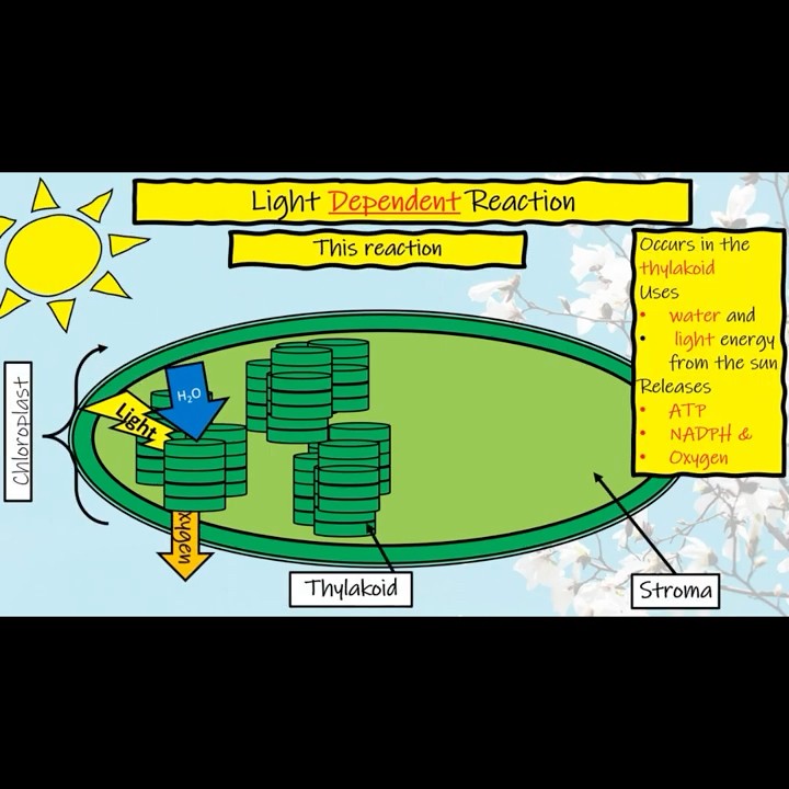 Stages of Photosynthesis Quick Review - YouTube