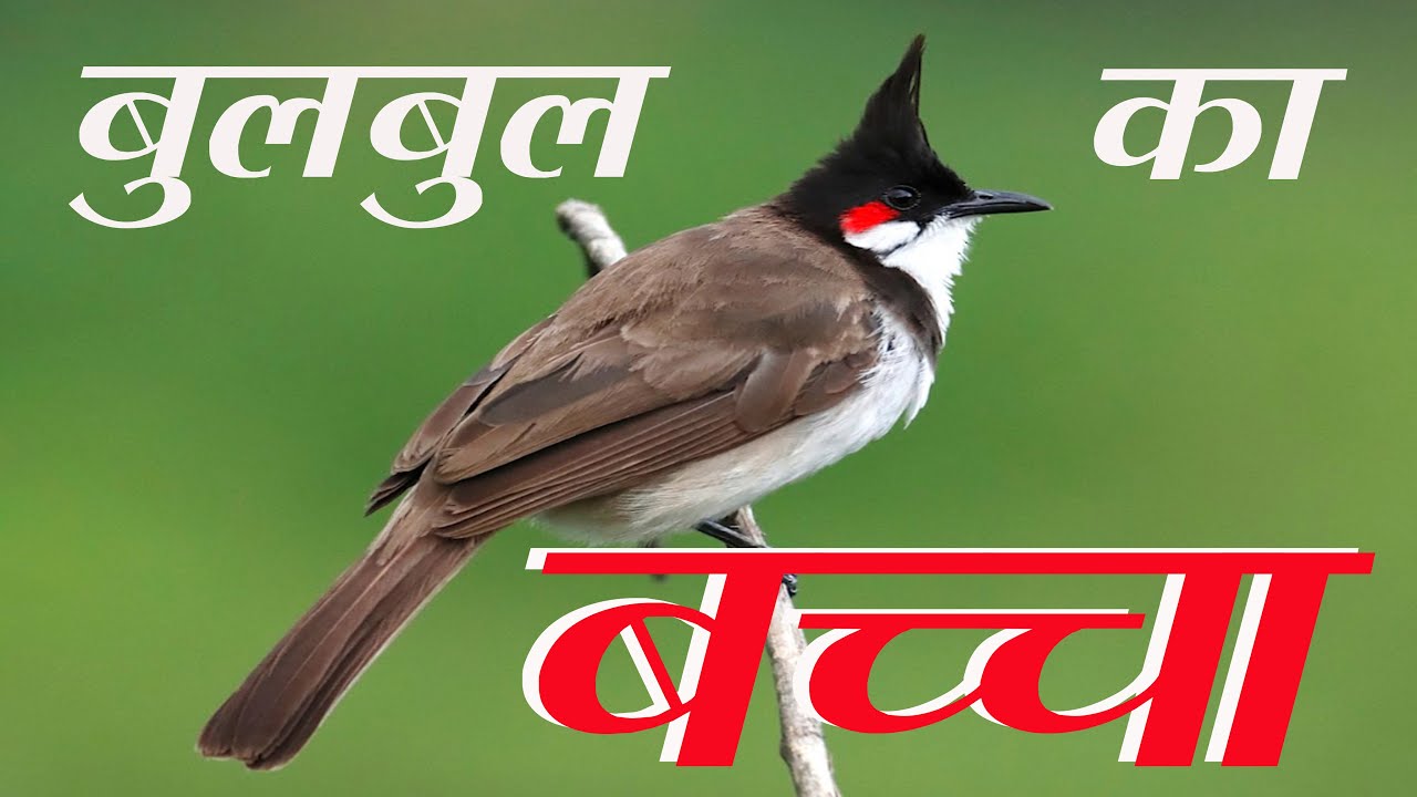 बुलबुल का बच्चा, हिन्दी कविता, Bulbul Ka Bachcha , Hindi Poem - YouTube