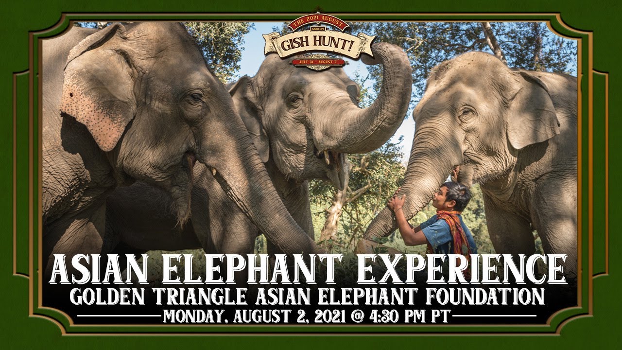 The 2021 Annual Hunt: Asian Elephant Experience - YouTube