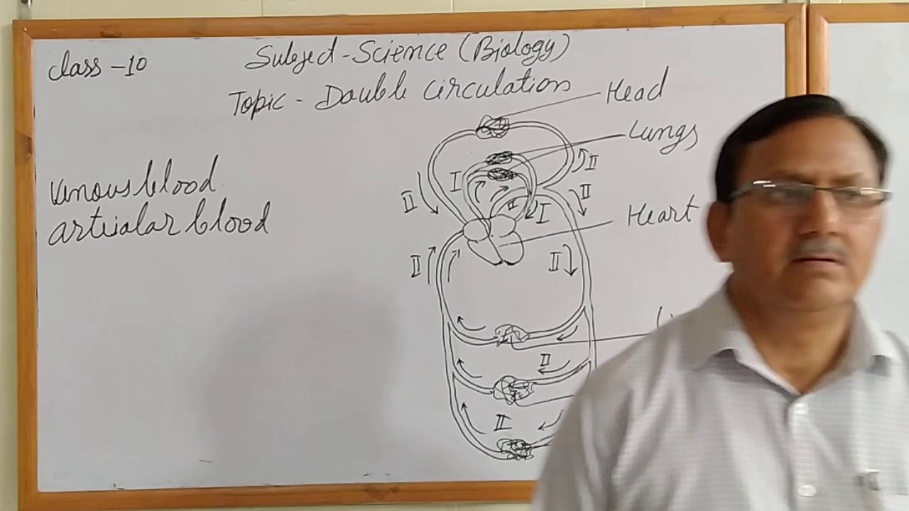 Double Circulation for class 10 th - YouTube